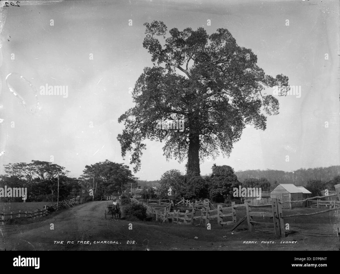 Cabins tree Black and White Stock Photos & Images - Alamy