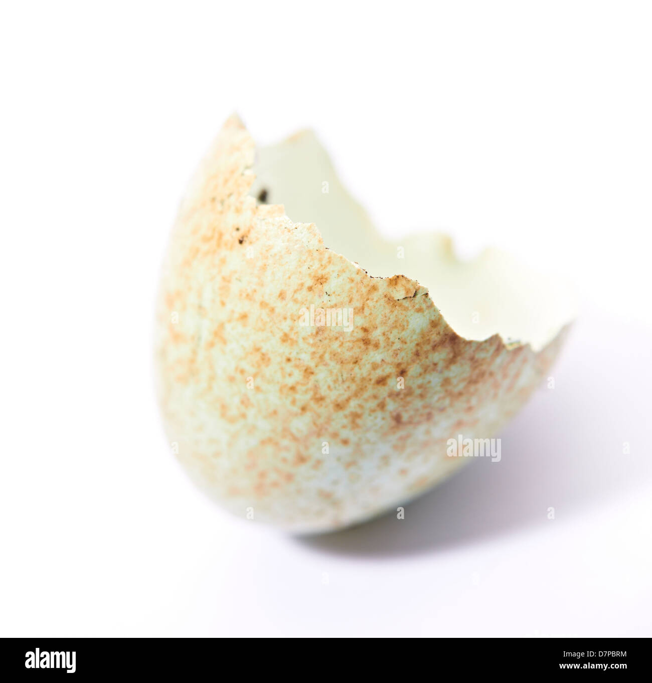 Half an eggshell Stock Photo - Alamy