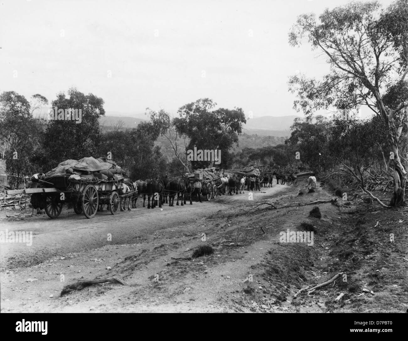 This historical image showcases a horse team pulling wagons ...