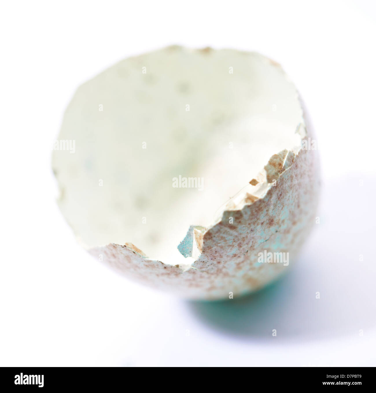Half an eggshell Stock Photo - Alamy