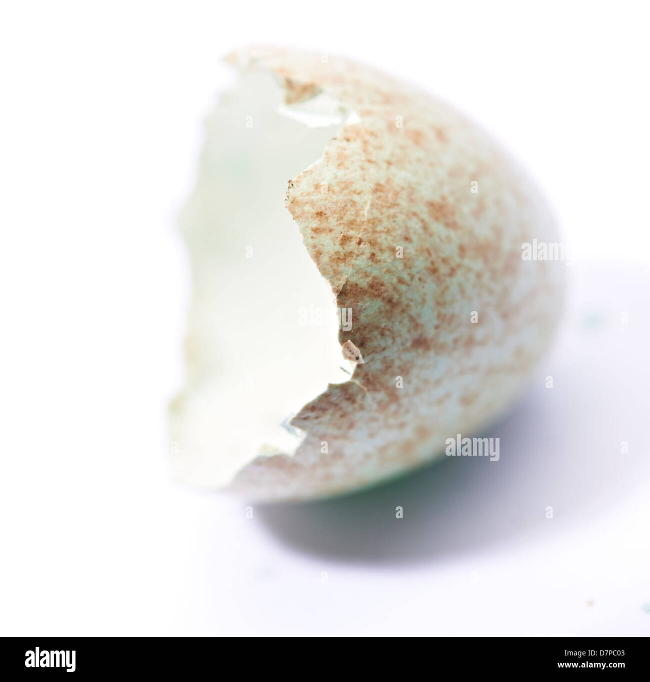 Half an eggshell Stock Photo - Alamy