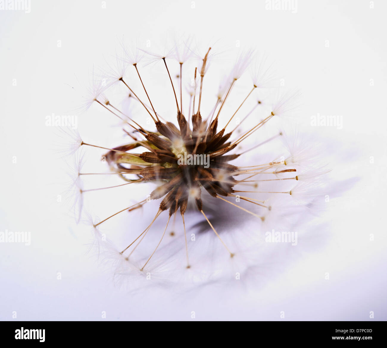 Air dandelion with seeds hi-res stock photography and images - Alamy