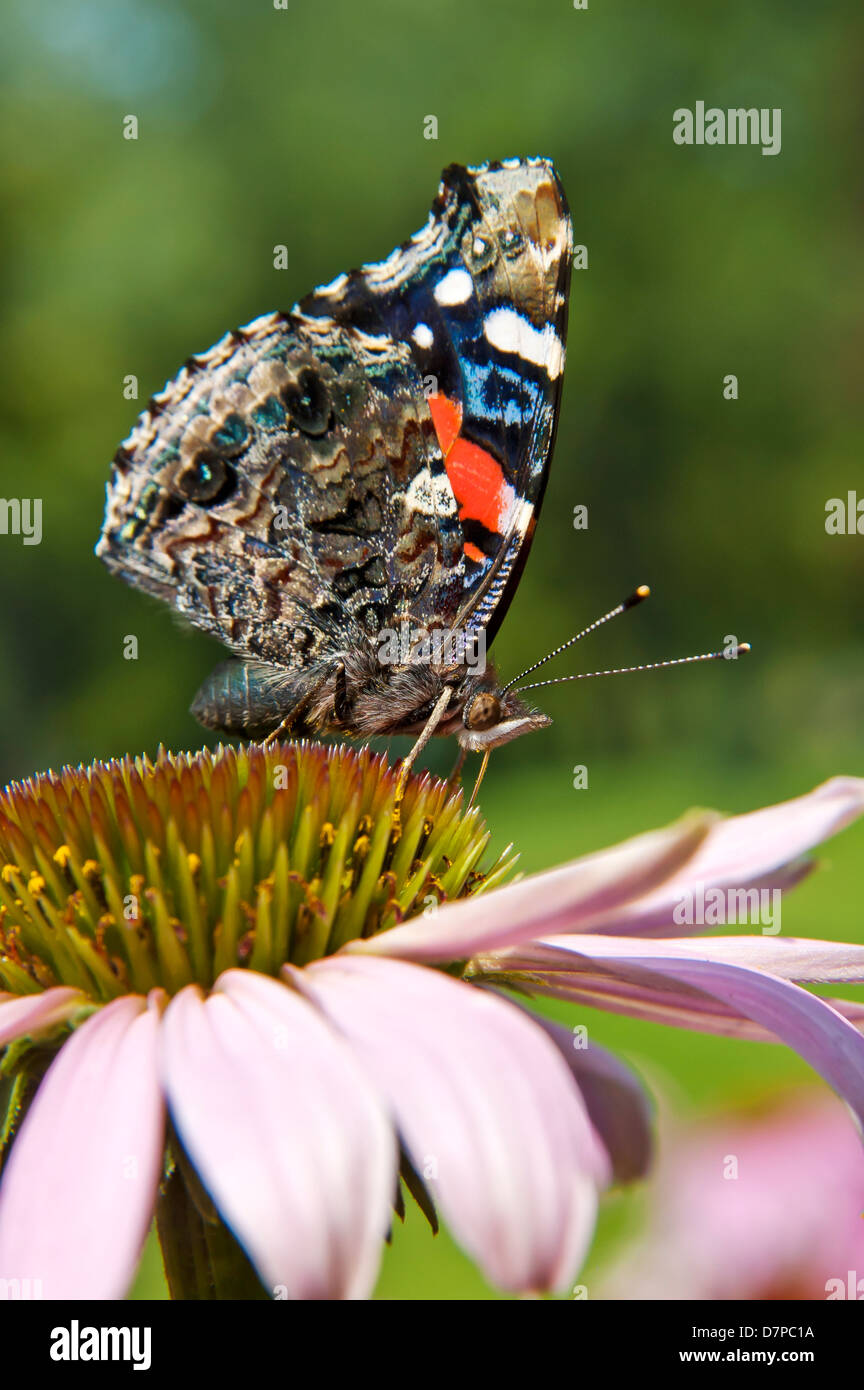 Vanessa atalanta butterfly hi-res stock photography and images - Alamy