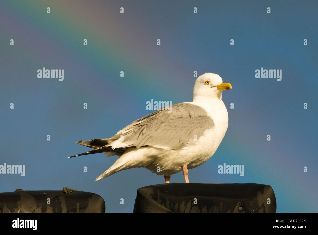 Seagull on the North Sea beach, Gull on a bollard in Harlesiel ferry ...
