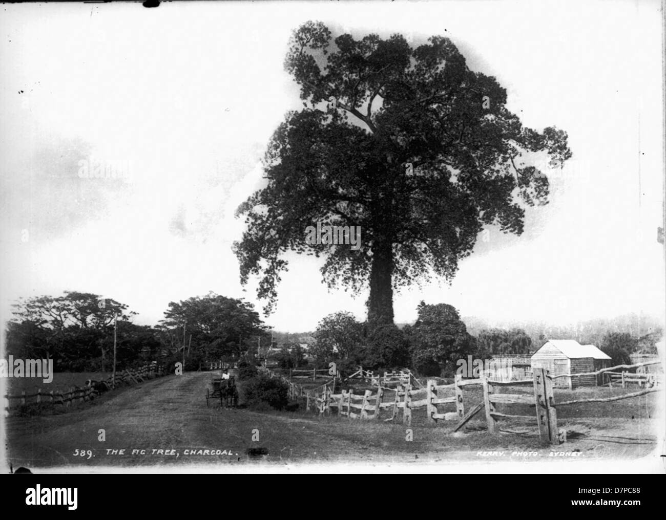 Very old fig tree Black and White Stock Photos & Images - Alamy