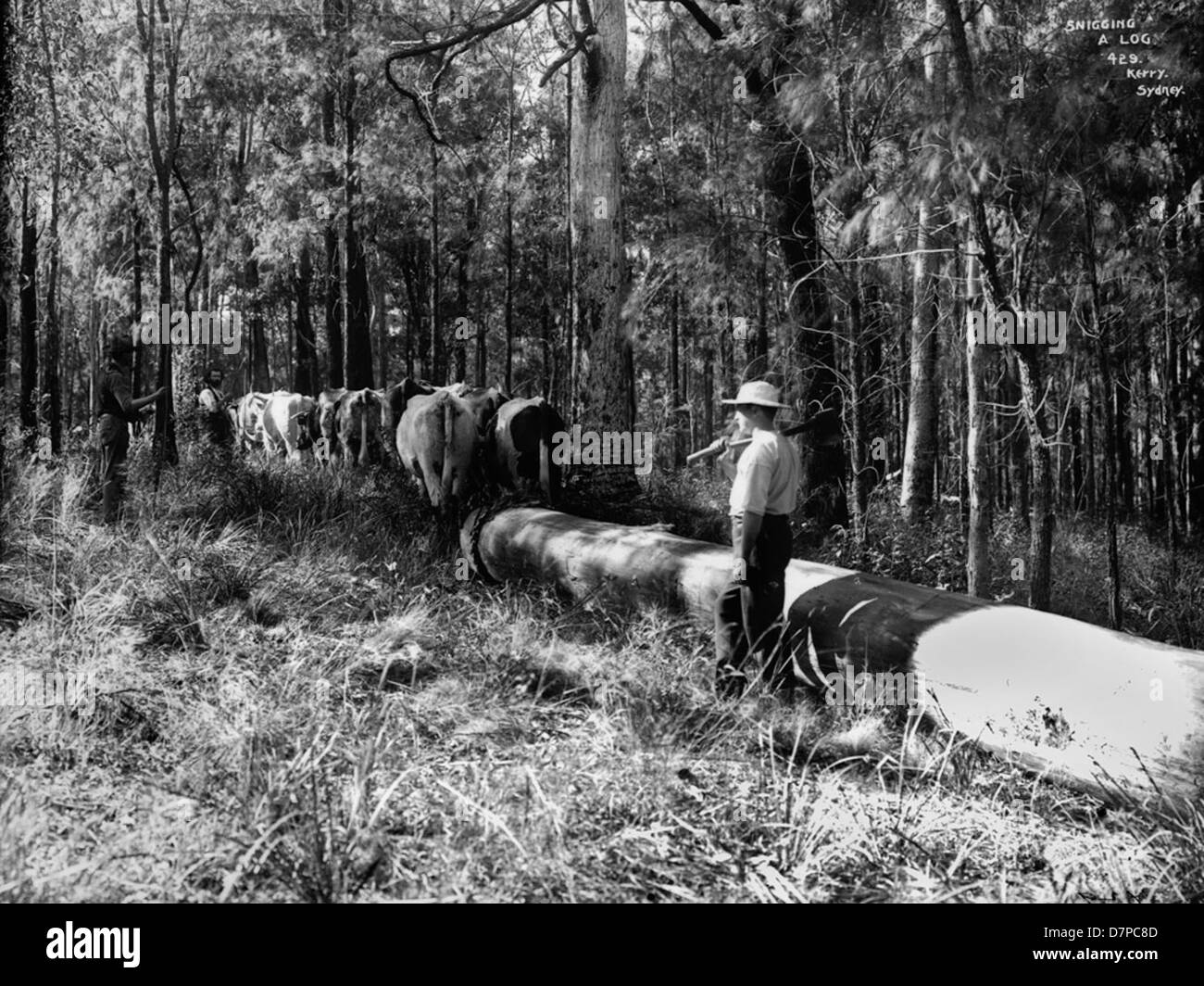 Snigging a log Stock Photo - Alamy