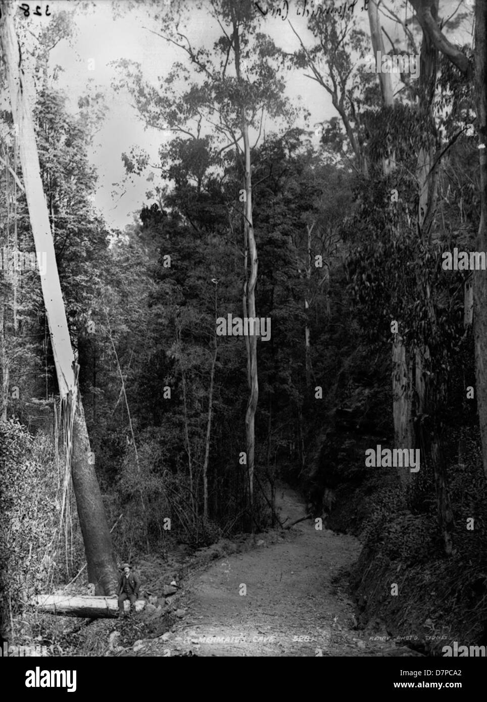 This black and white photograph captures a secluded forest path leading ...