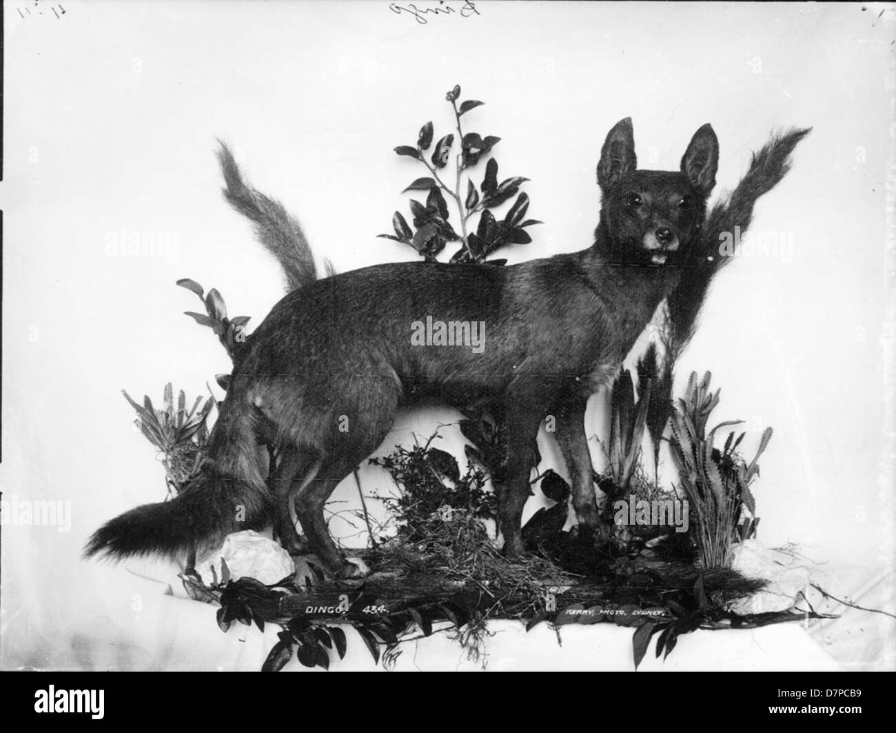 With native species Black and White Stock Photos & Images - Alamy
