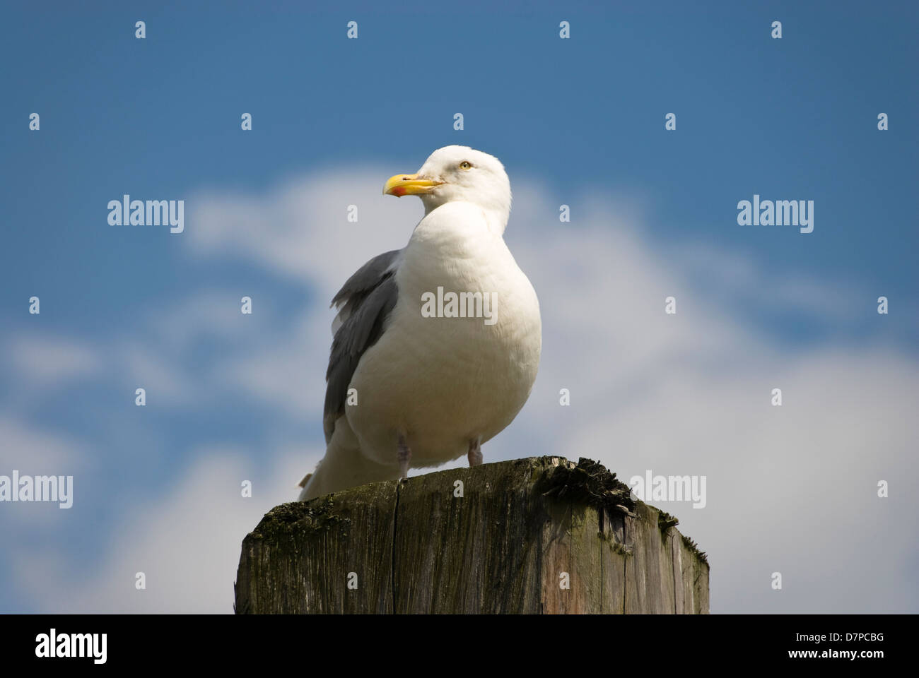 Seagull on the North Sea beach, Gull on a bollard in Harlesiel ferry ...