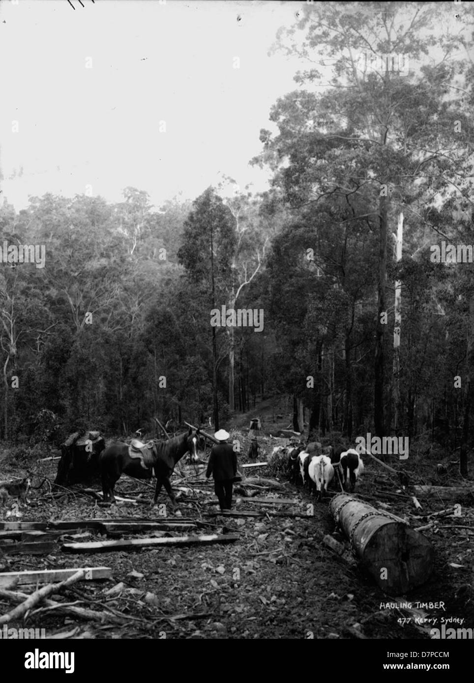 Deforestation History High Resolution Stock Photography and Images - Alamy