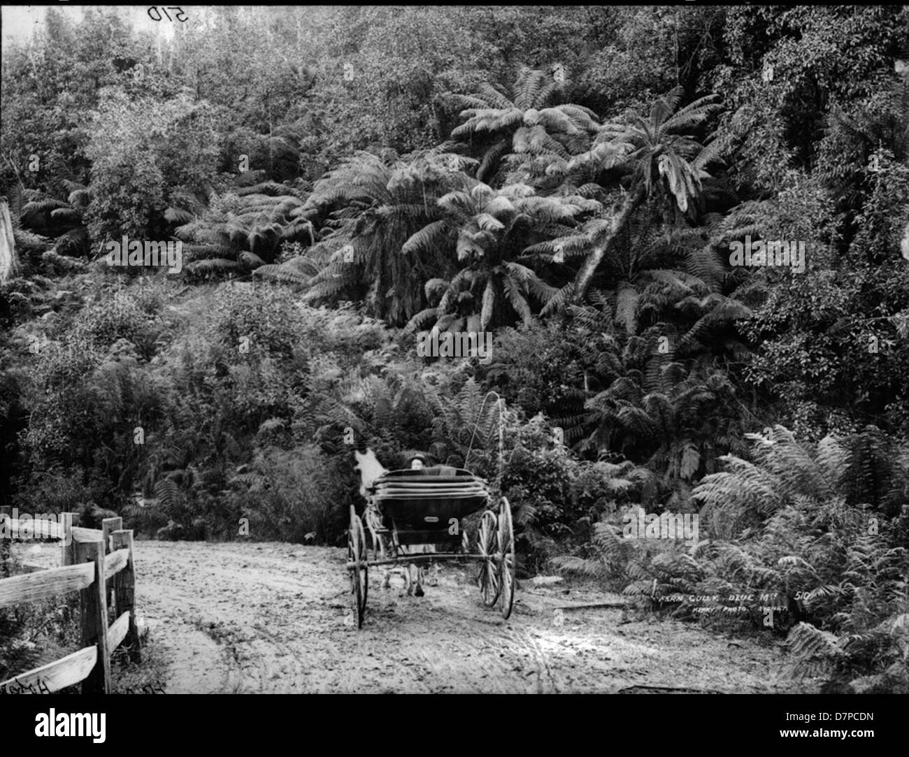 Fern Gully Stock Photos & Fern Gully Stock Images - Alamy