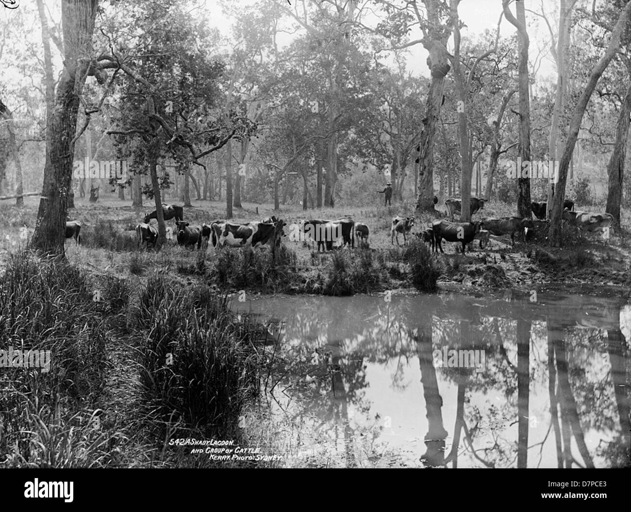 A photograph of a shady lagoon with a group of cattle grazing nearby ...