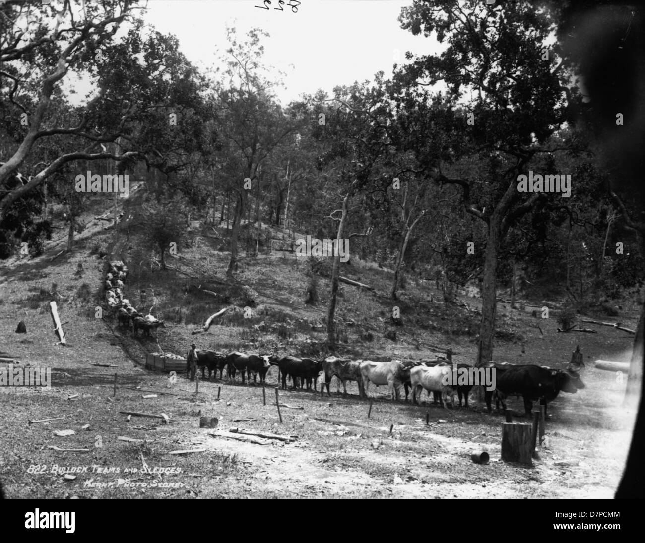 This historical image depicts *bullock teams* and *sledges* used for ...