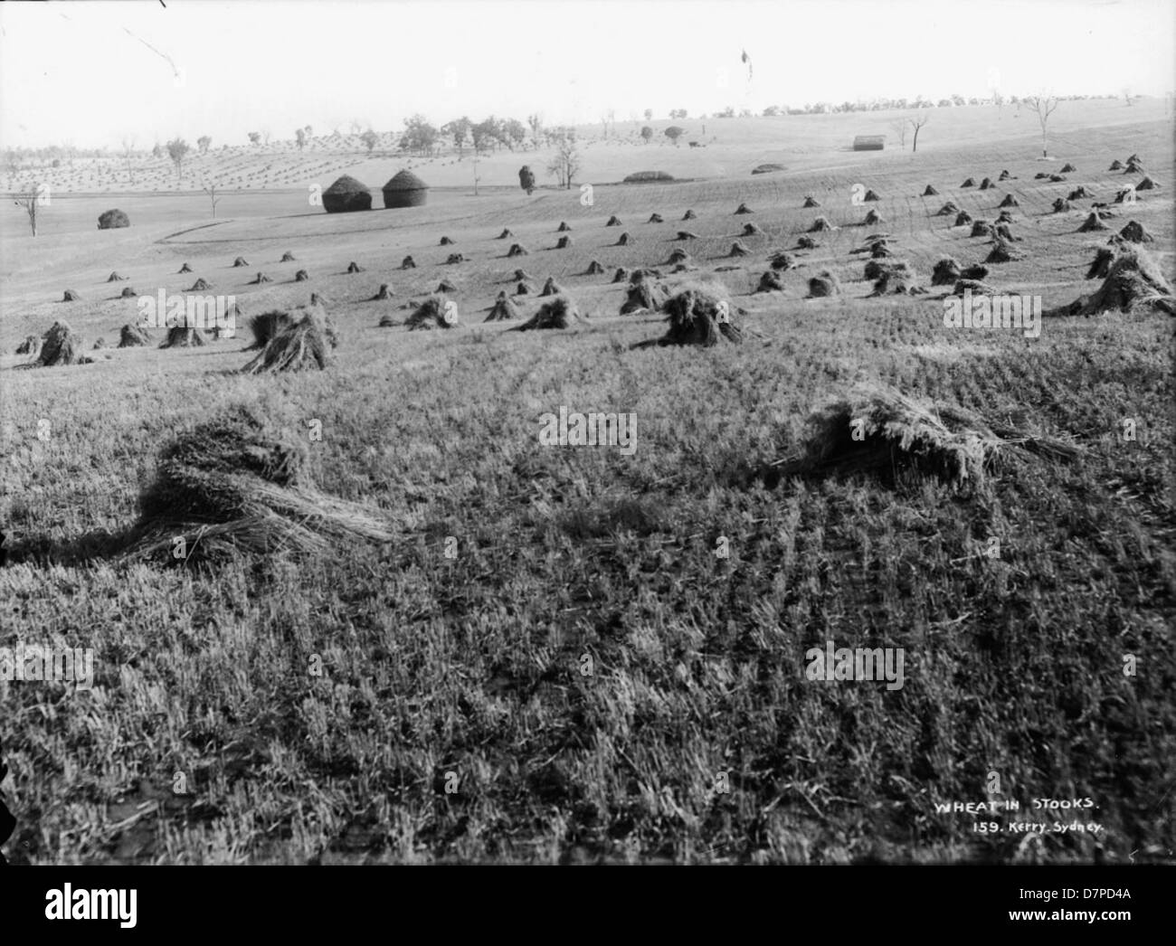Stooks wheat hi-res stock photography and images - Alamy