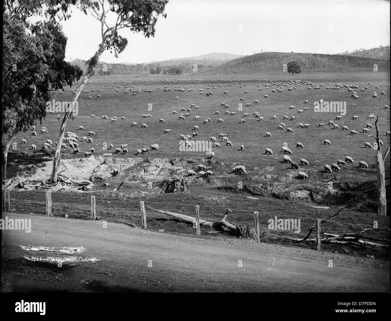 Sheep in rural area Black and White Stock Photos & Images - Alamy
