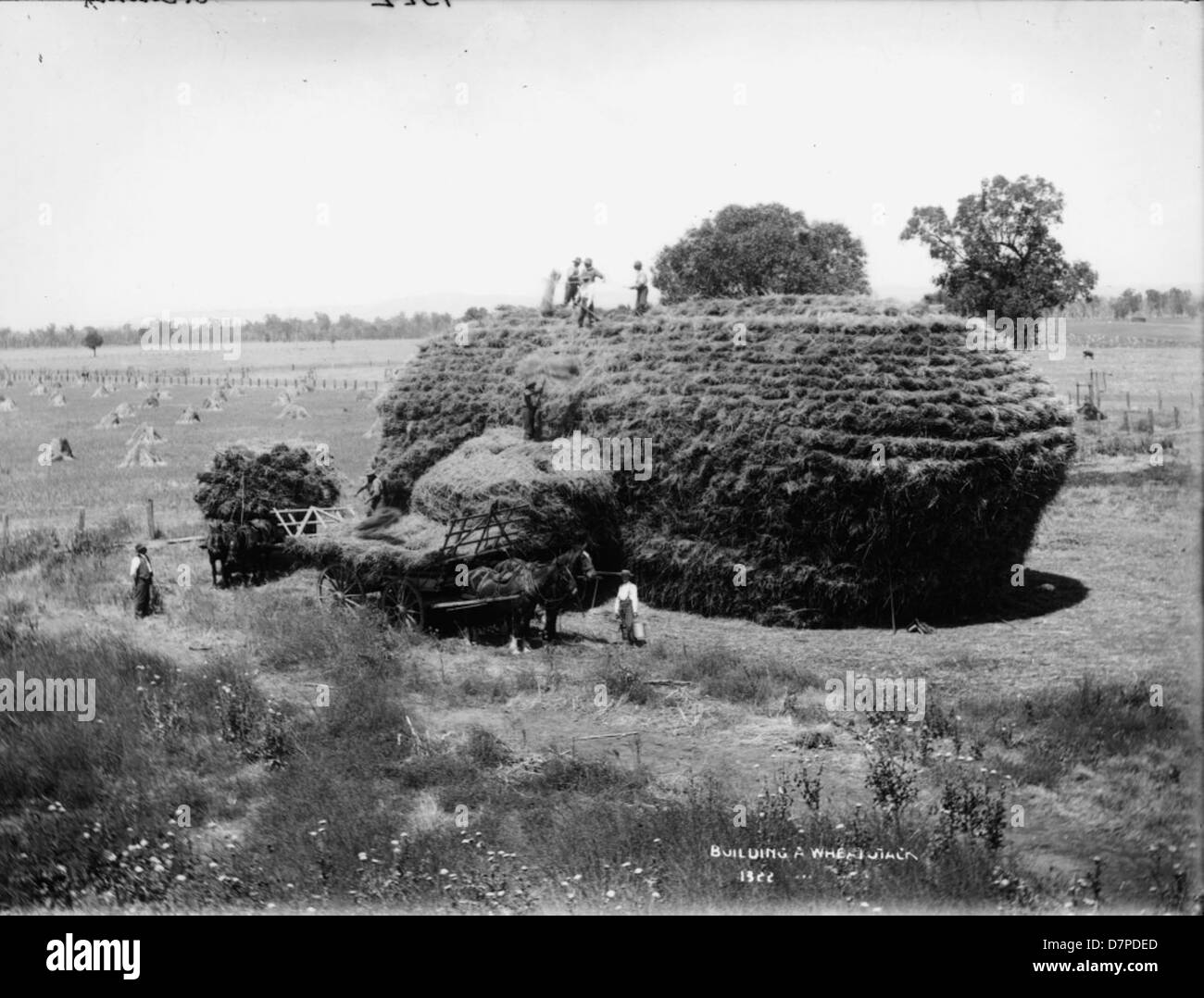 This historical photograph shows the process of building a wheatstack ...