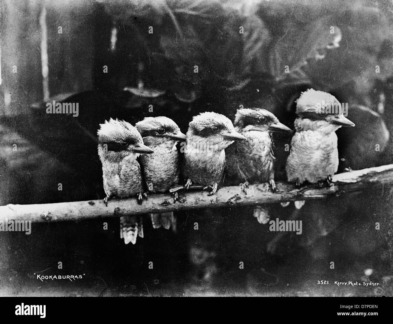 Detailed bird plate Black and White Stock Photos & Images - Alamy