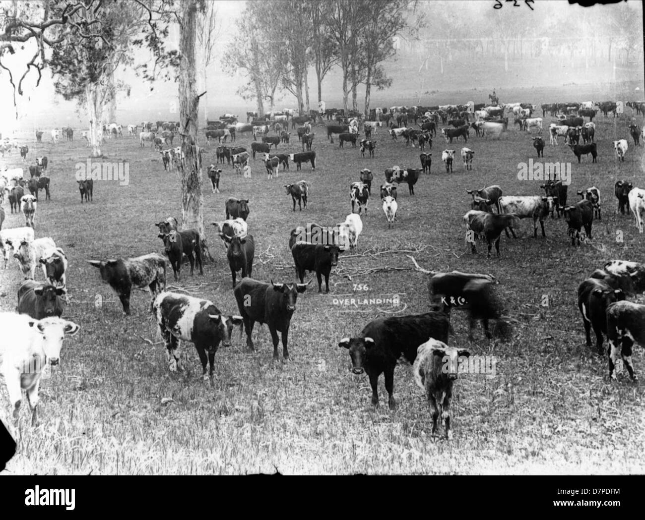 Cattle overlanding hi-res stock photography and images - Alamy