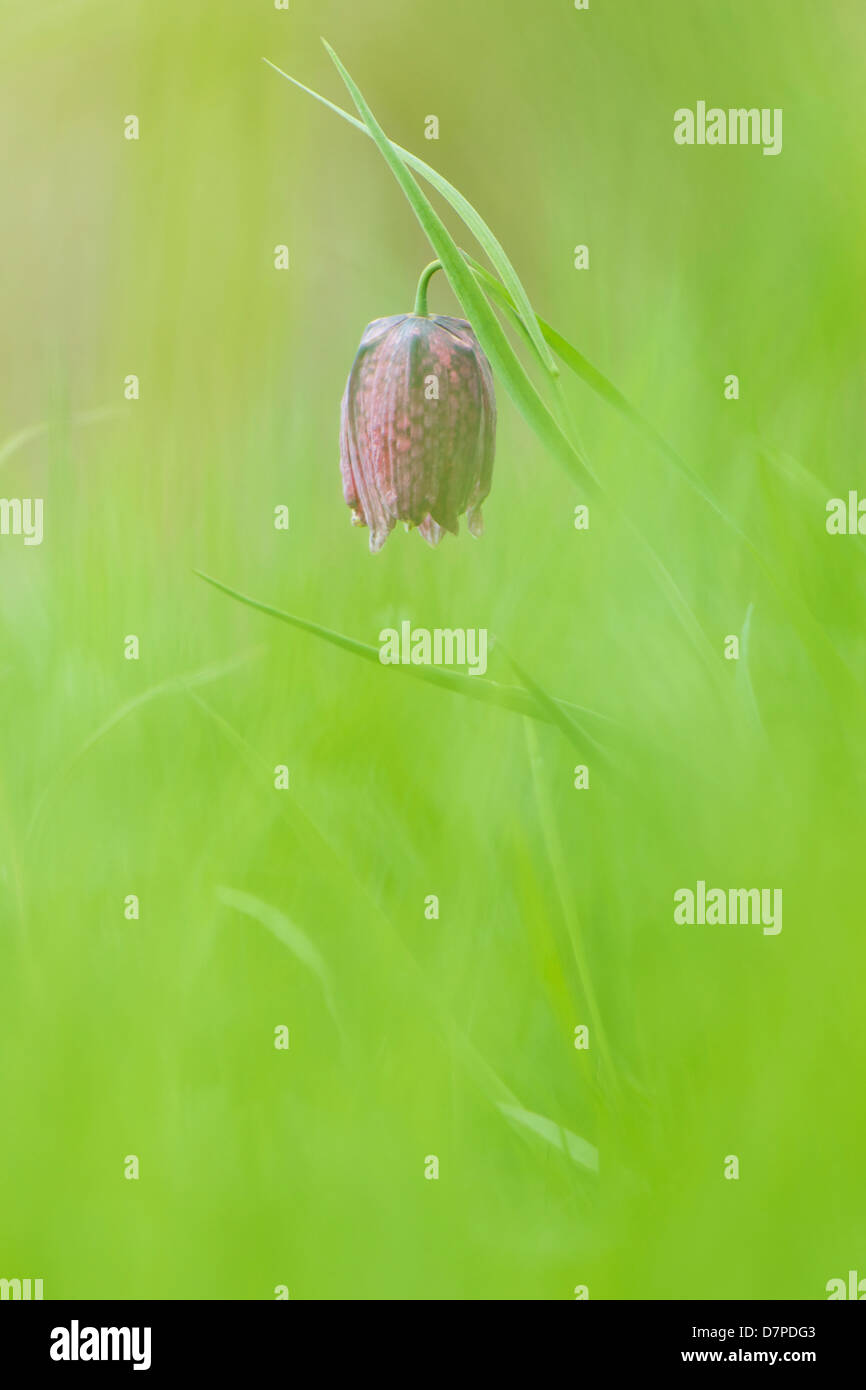 Snakes head fritillary flower hi-res stock photography and images - Alamy