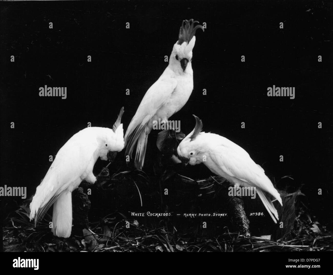 Australian white cockatoo Black and White Stock Photos & Images - Alamy