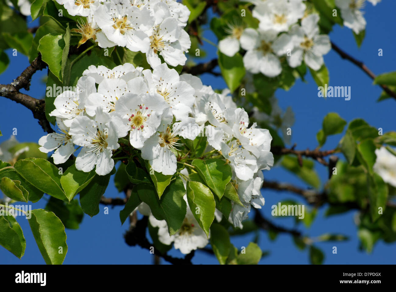 Birnbaum, Birnenbaum, The pear tree in blossom close-up view, Blueten ...