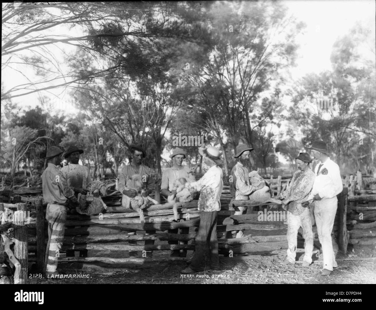 This photograph depicts colonial life in Australia, focusing on sheep ...