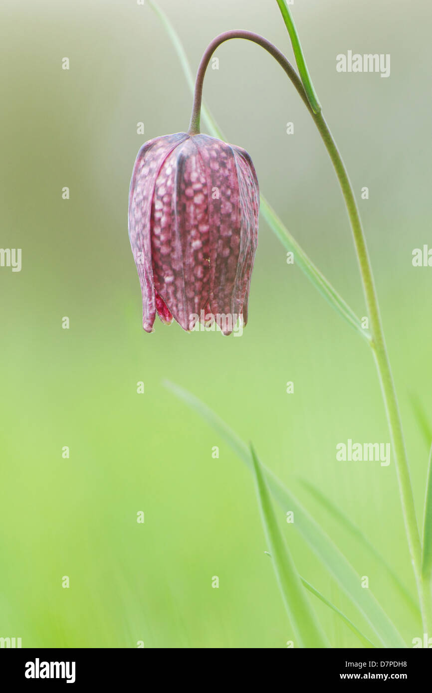 Snake's Head Fritillary flower in Gloucestershire meadow Stock Photo ...