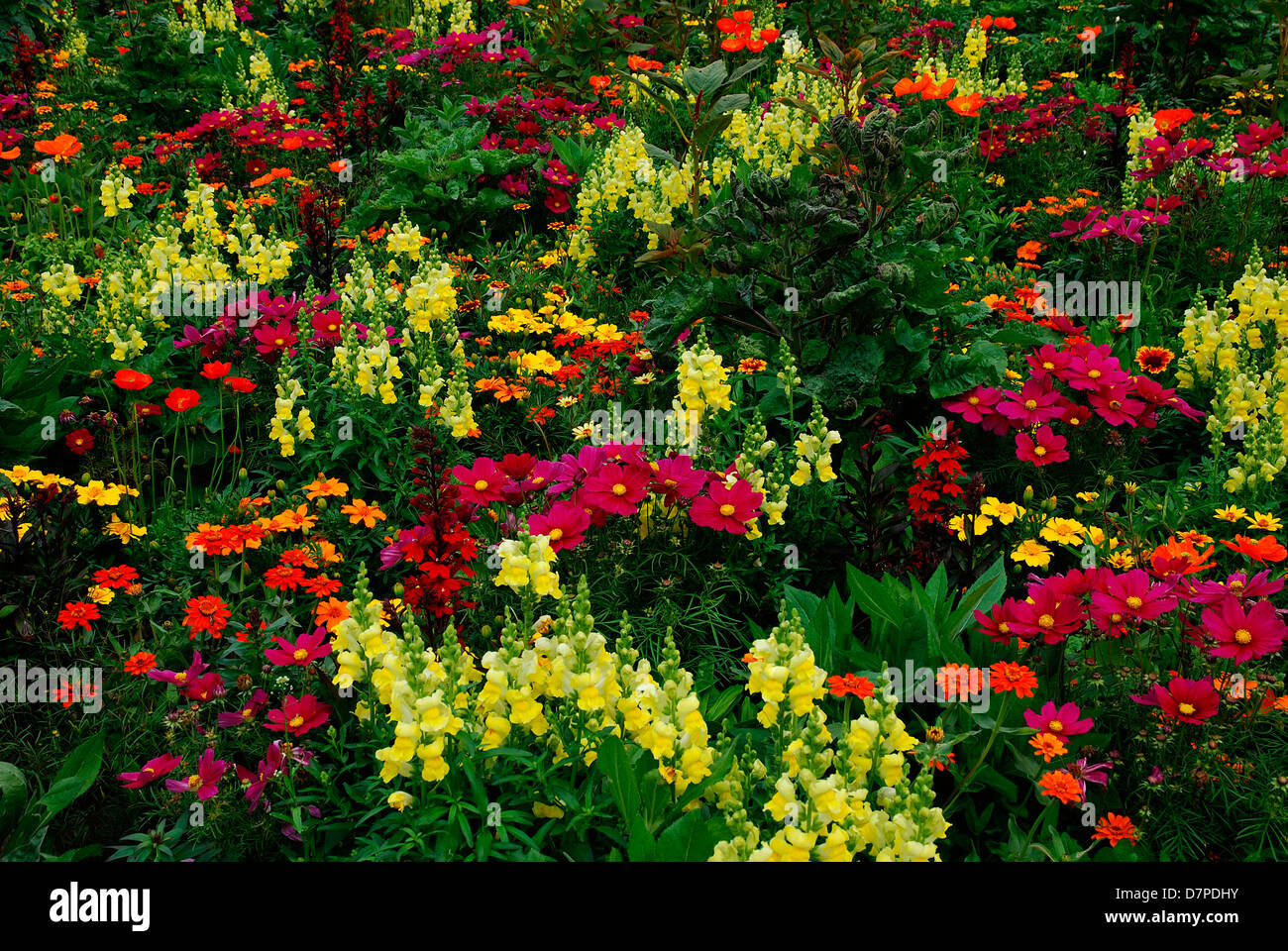 Colorful flower garden with various flowers mixed species, Blumengarten ...