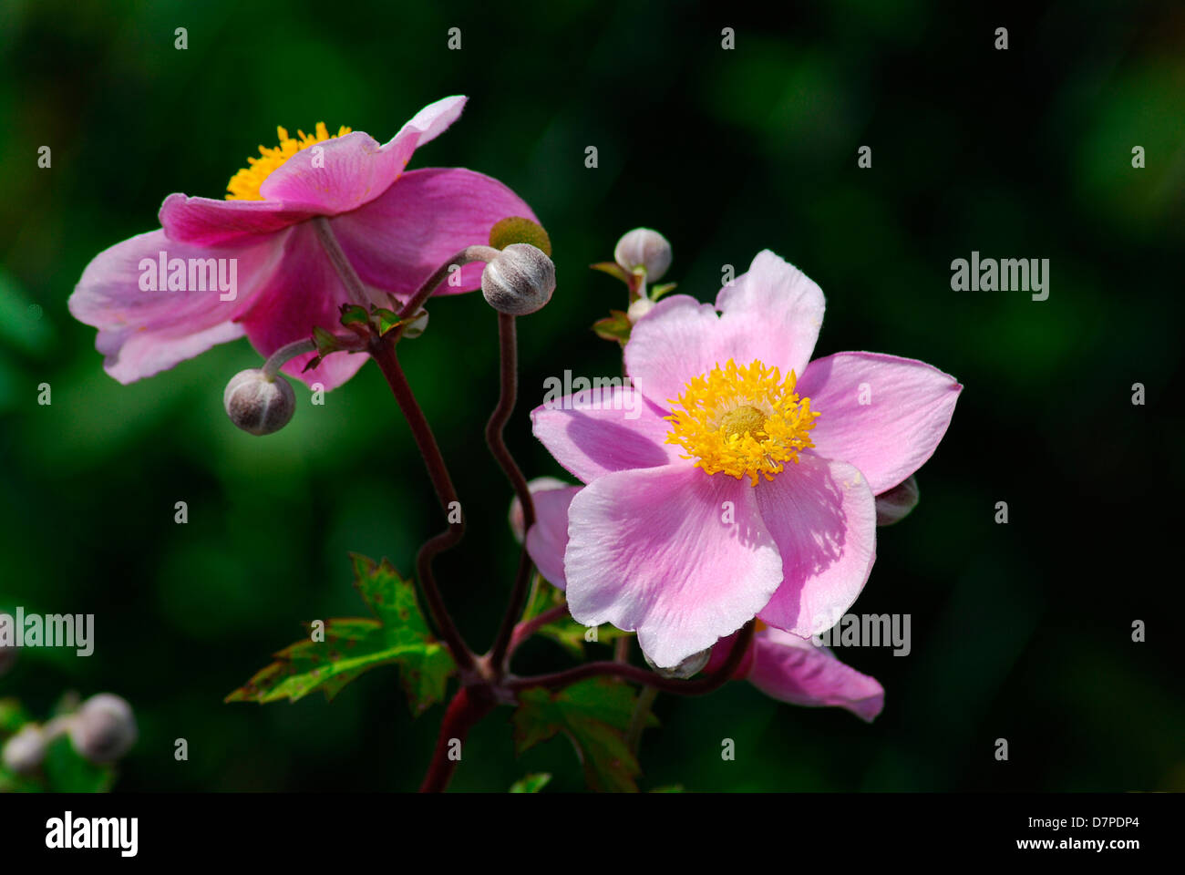 Anemone hupehensis, Chinese, Japanese anemone, thimbleweed, windflower ...