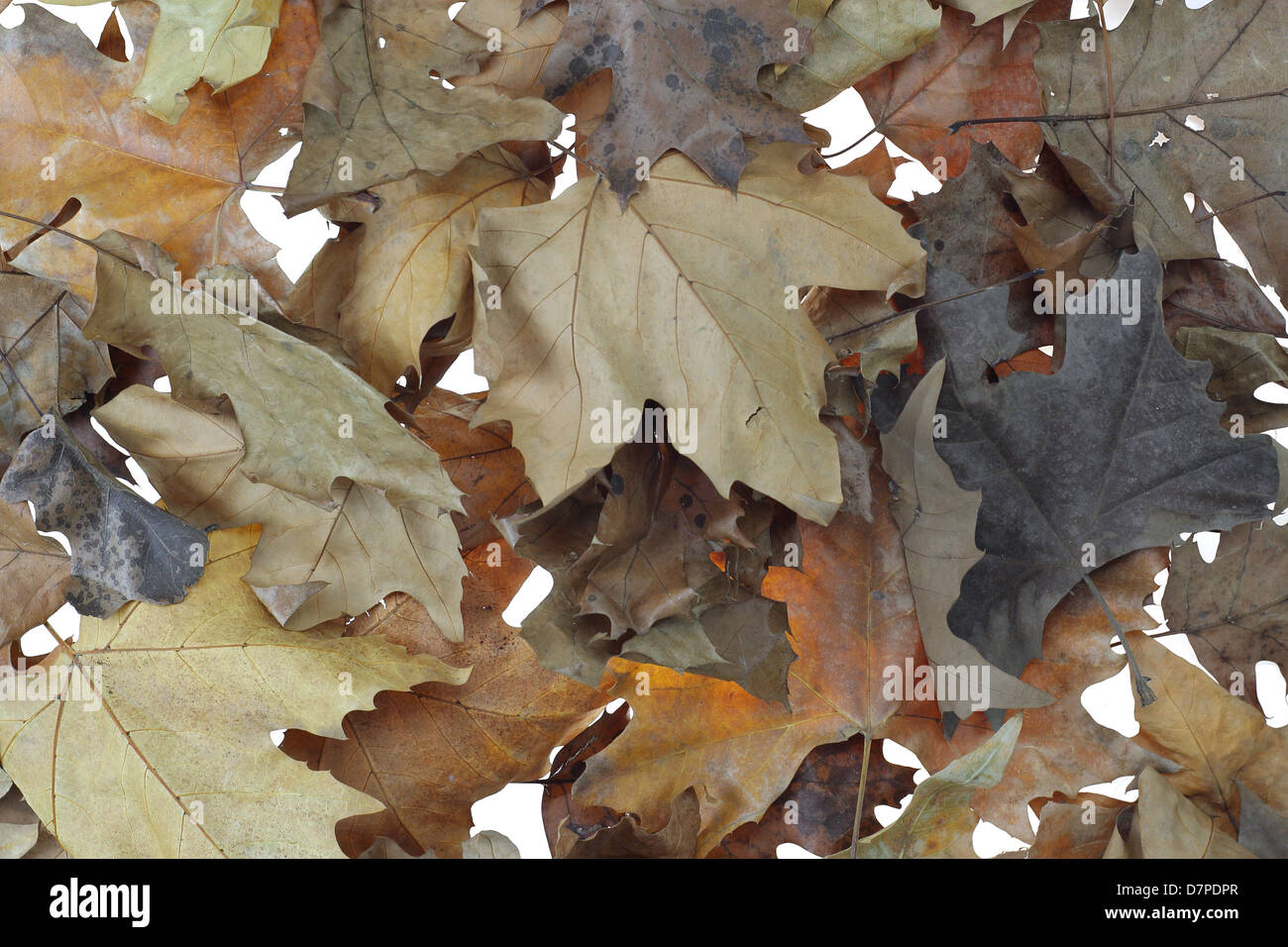 autumnal leaves from maple and oak tree Stock Photo - Alamy