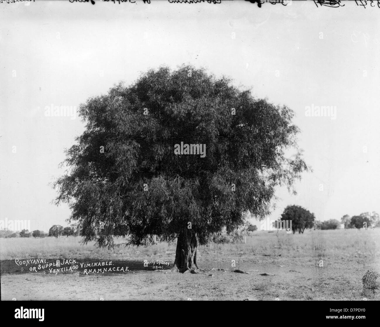 The Coonyanni, also known as Supple Jack, is a plant species (Ventilago viminable) displayed at ...