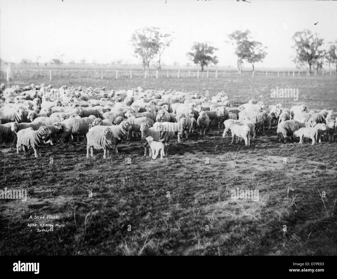 This photograph from the Powerhouse Museum depicts a stud flock at a ...