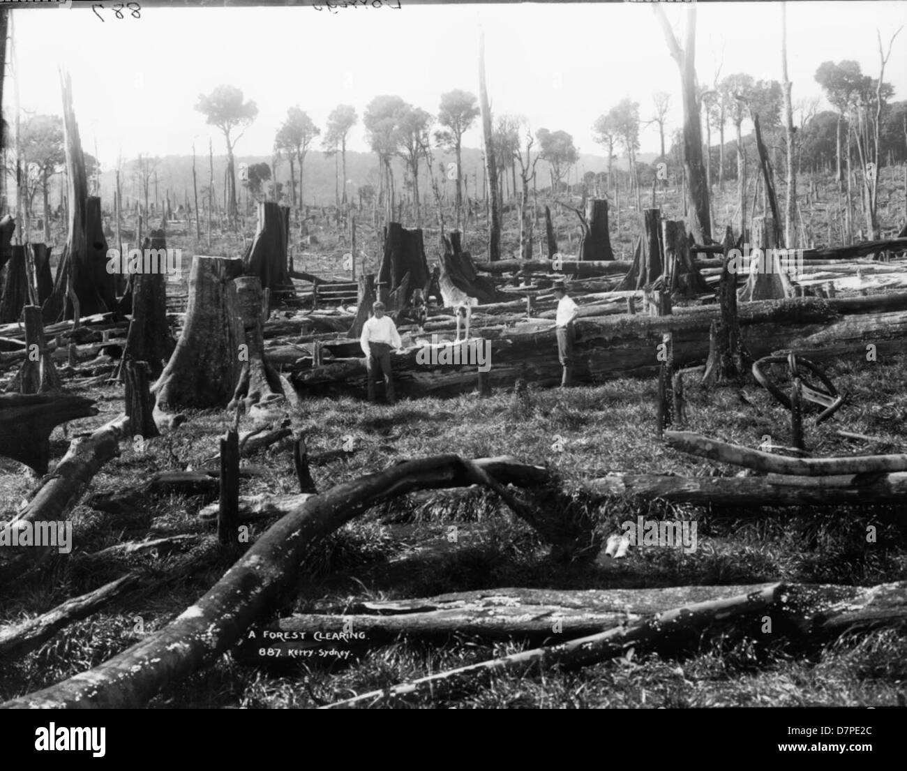 This photograph shows a forest clearing around 1900, depicting the ...