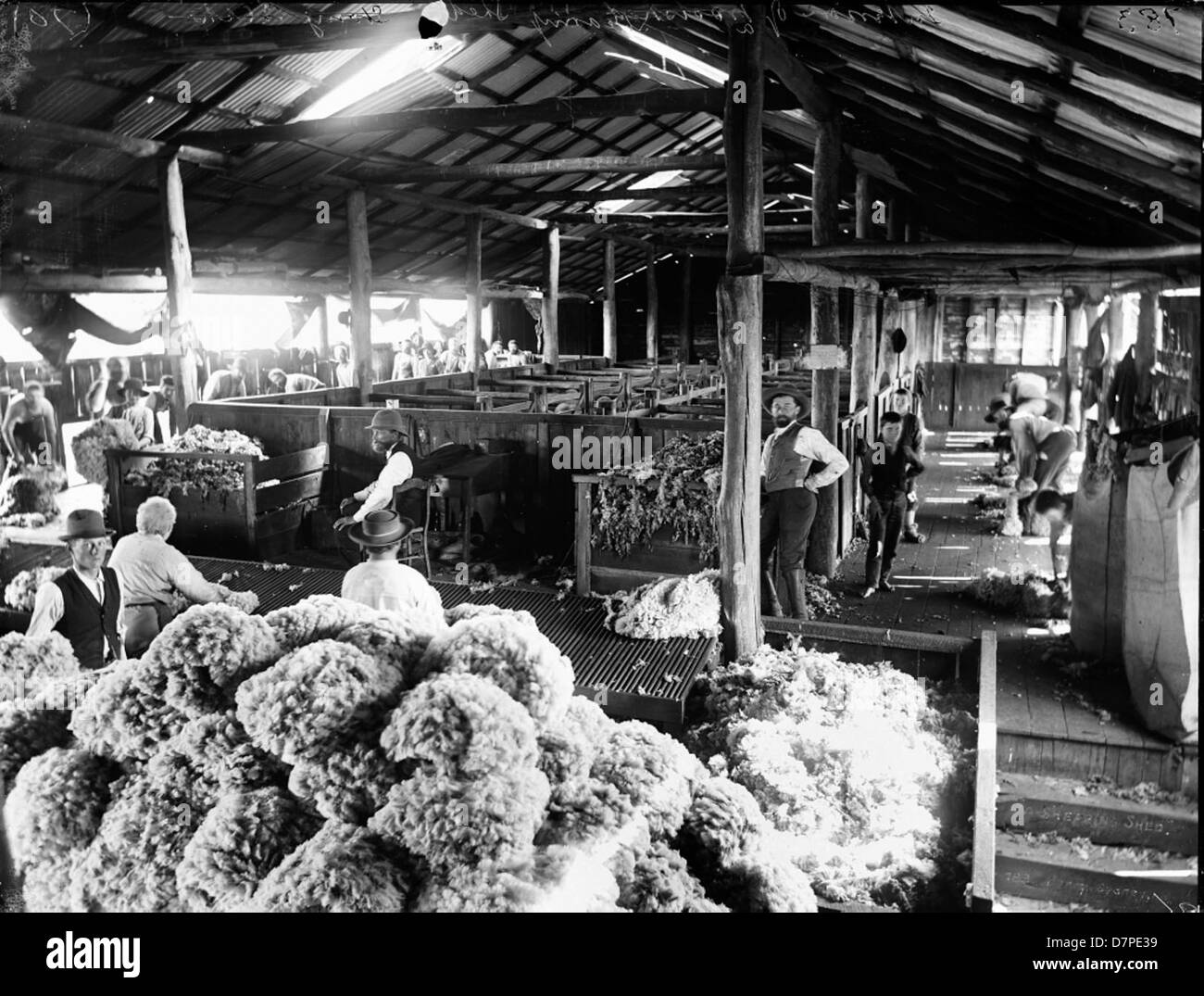 History of australian wool industry Black and White Stock Photos ...