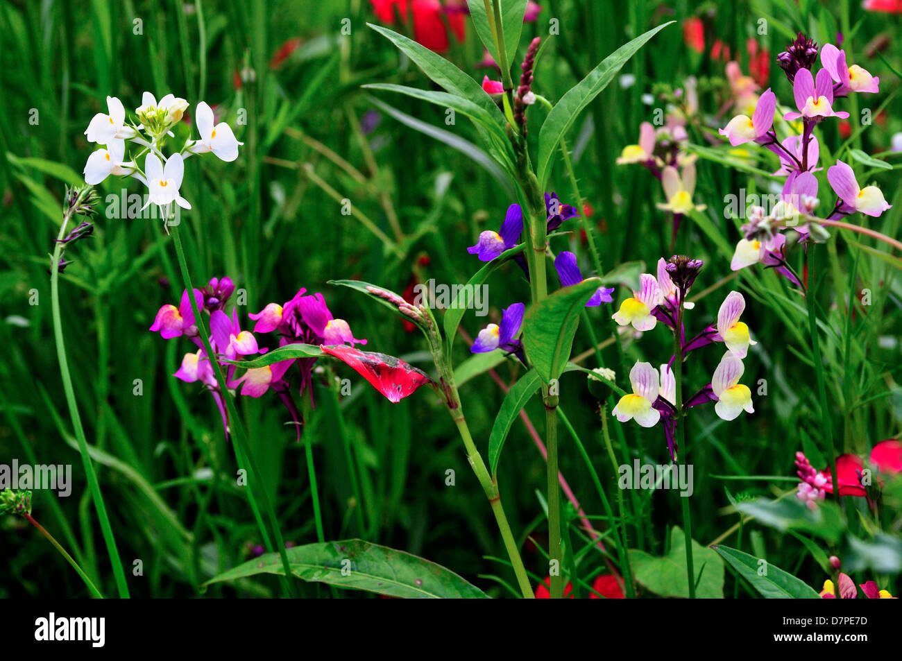 Field of wild mixed flowers ,selected to attract insects Stock Photo ...