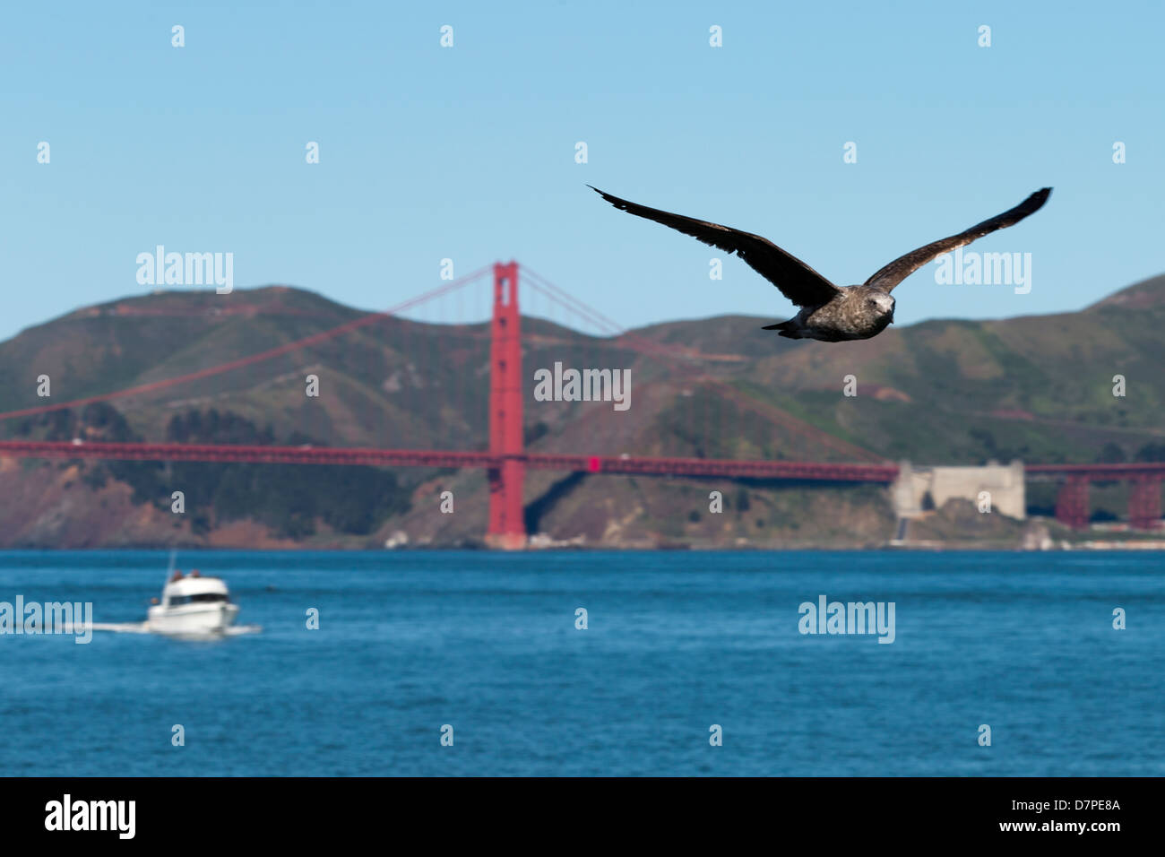 The Golden Gate Bridge, San Francisco Bay, California, USA Stock Photo ...