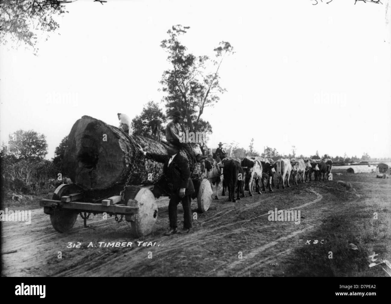 Logging team hi-res stock photography and images - Alamy