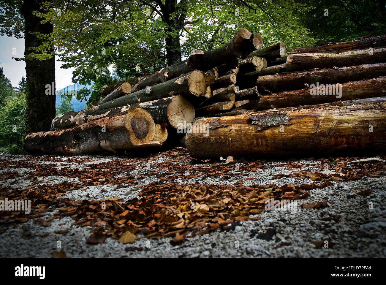 Logging industry - logs collected in a forest Stock Photo - Alamy
