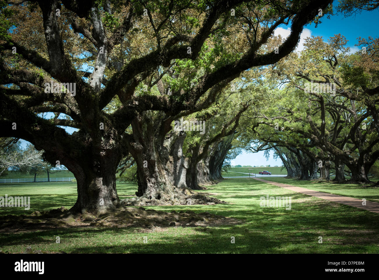 Ancient oak trees at Oak Alley Plantation, Vacherie, Louisiana, USA ...