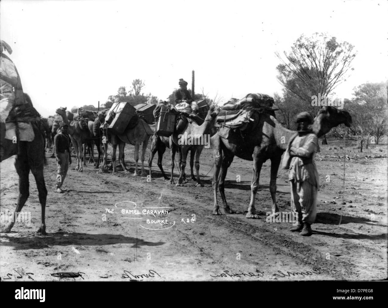 A historical photograph of a camel caravan, part of the collection at ...