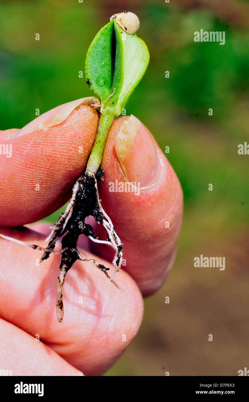 Close up of a marrow seedling ready to plant ,with seed attached ...