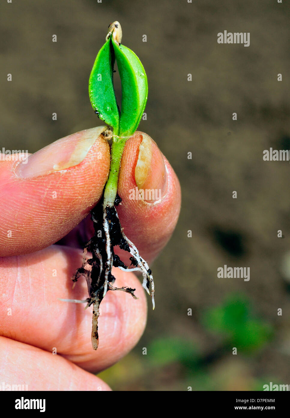 Close up of a marrow seedling ready to plant ,with seed attached ...