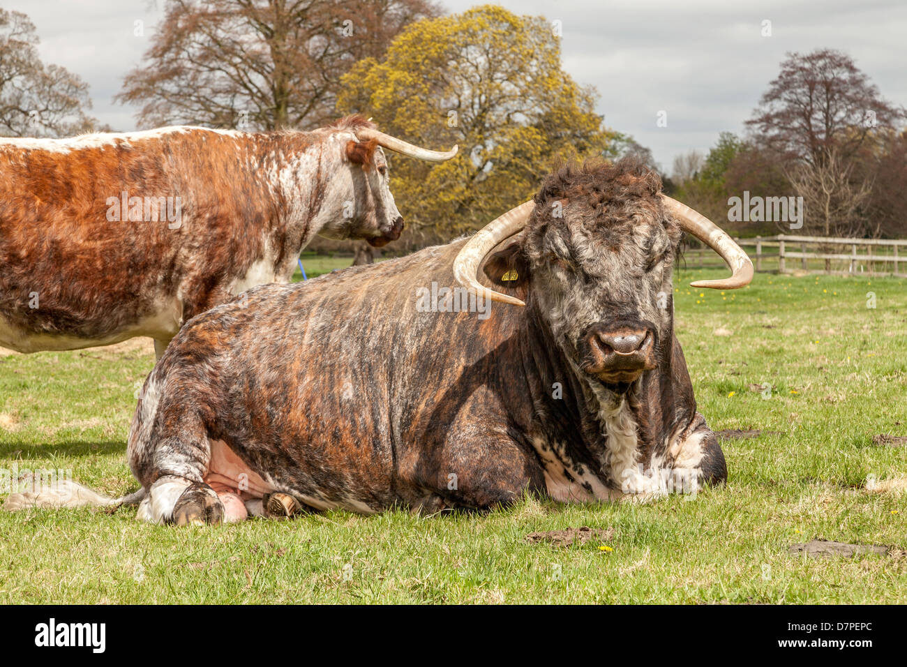 Bulls at Shugborough Stock Photo - Alamy