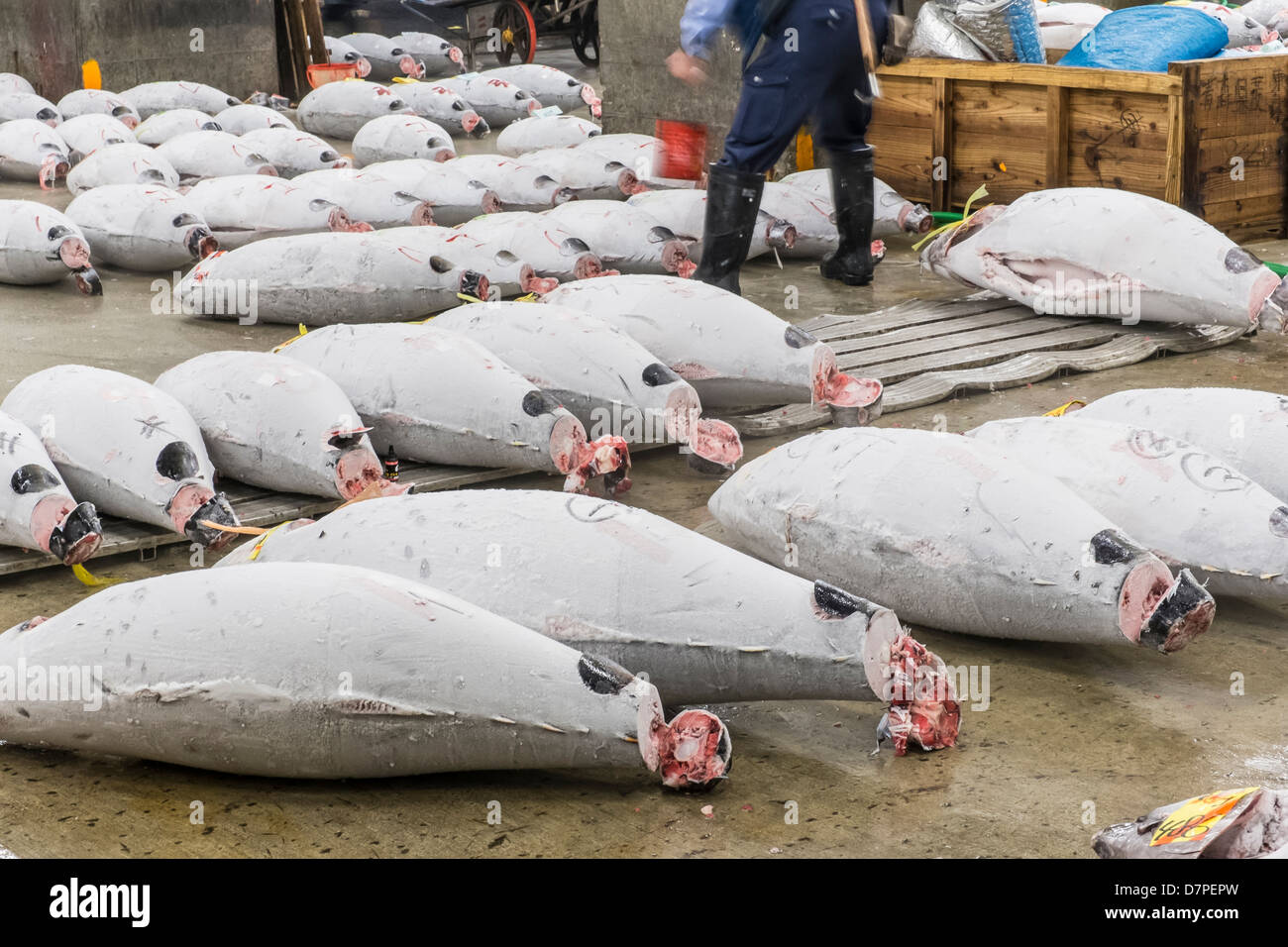Japanese buyers inspect large frozen tuna fish on floor of warehouse in ...