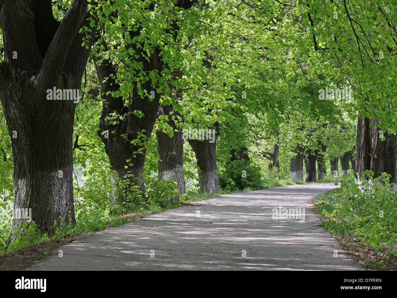 turn of path in park at summer Stock Photo - Alamy