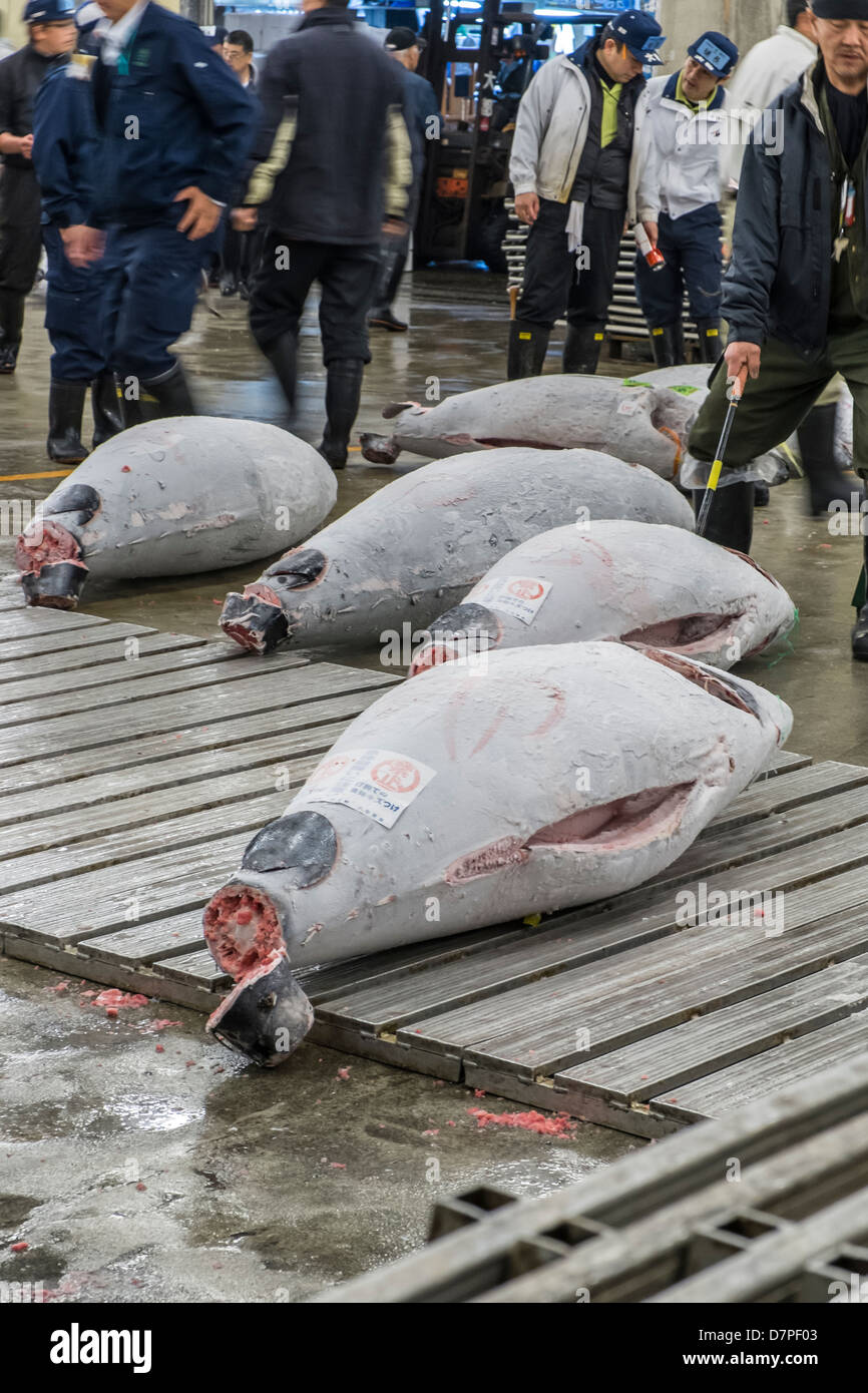 Japanese buyers inspect large frozen tuna fish on floor of warehouse in ...