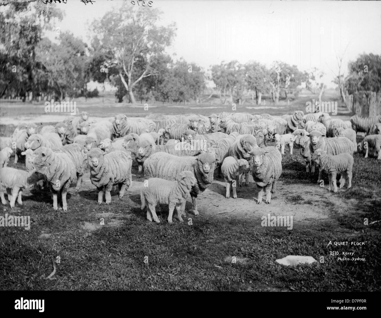 The artwork 'A Quiet Flock' features a flock of Merino sheep, depicted ...