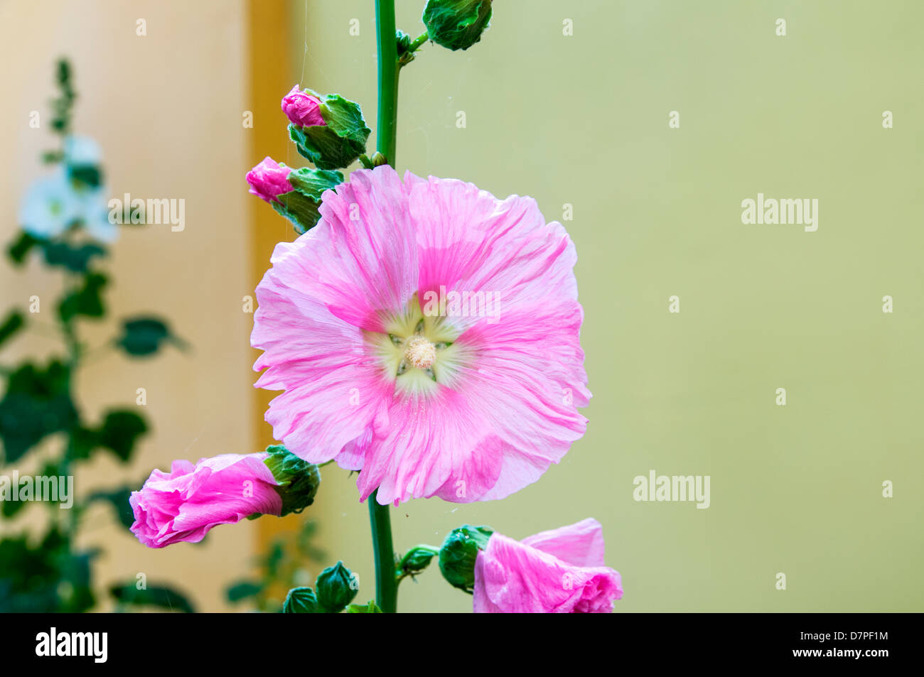 Common Hollyhock (Alcea rosea) Photographed in Israel in May Stock ...