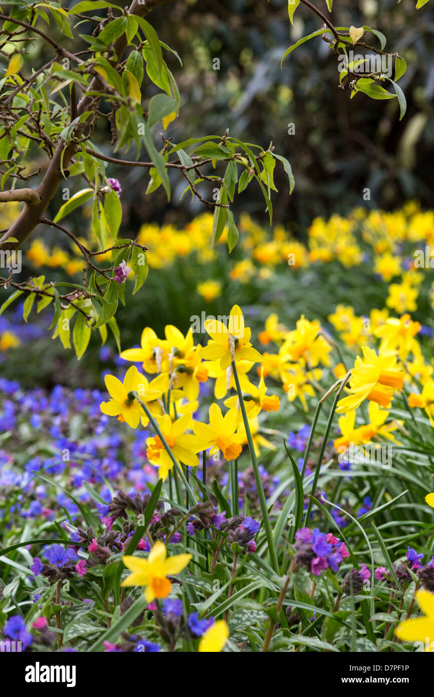 Bright Spring display of daffodils and Pulmonaria, Spring 2013 Stock ...