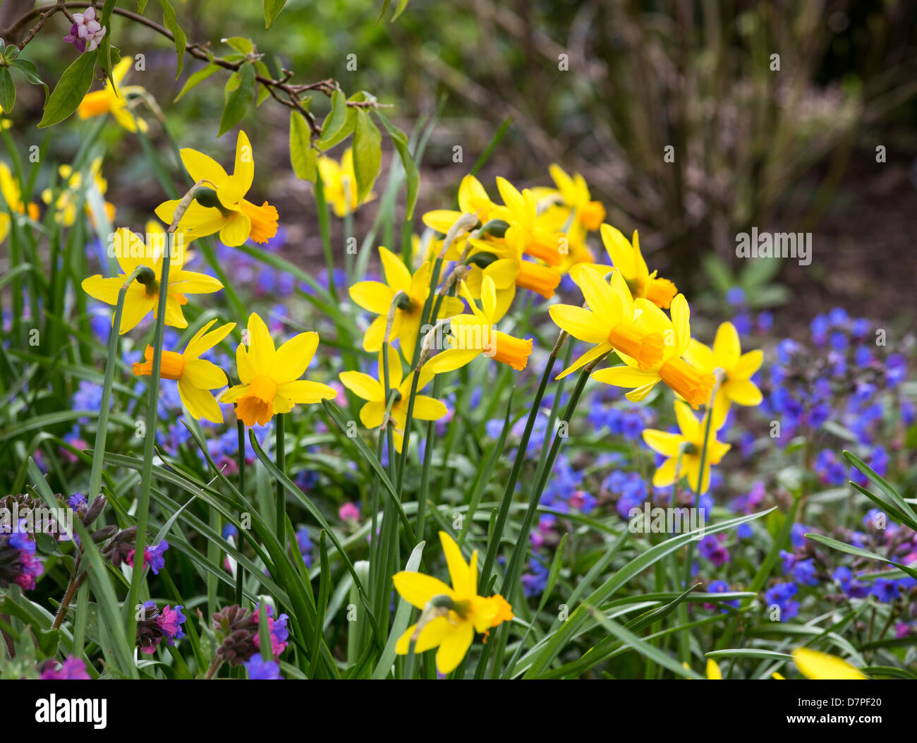 Bright Spring display of daffodils and Pulmonaria, Spring 2013 Stock ...